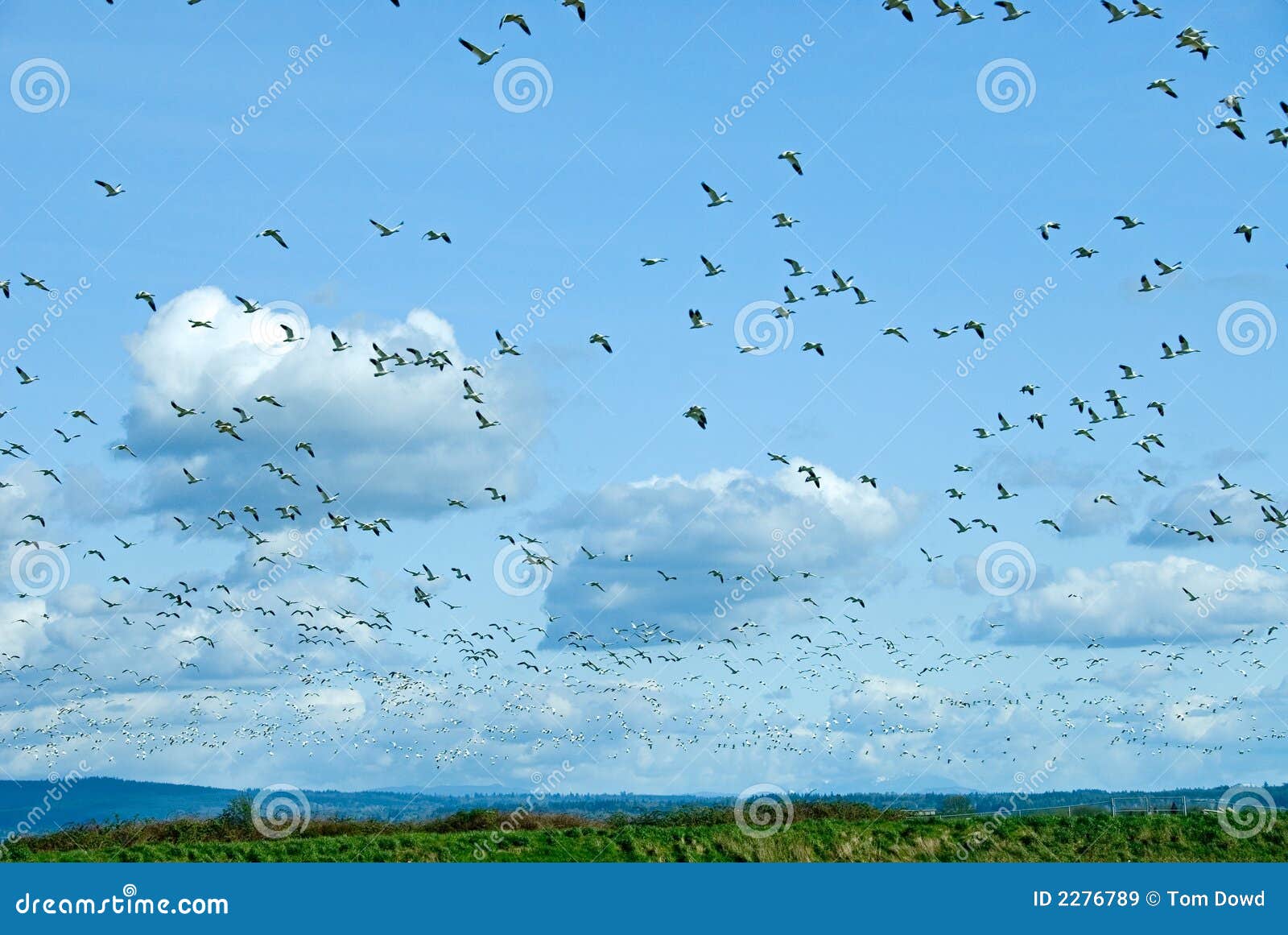 Migrating Snow Geese Flock stock image. Image of clouds - 2276789