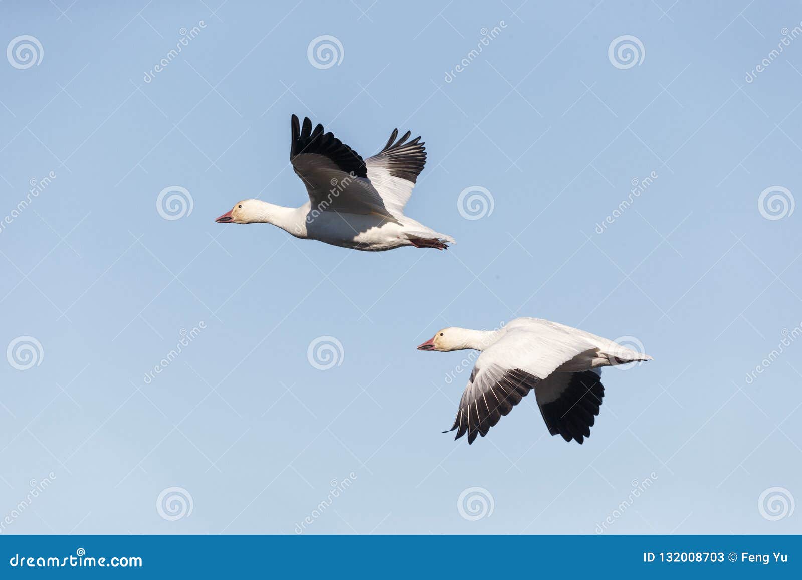 Migrating Snow Geese stock image. Image of wildlife - 132008703