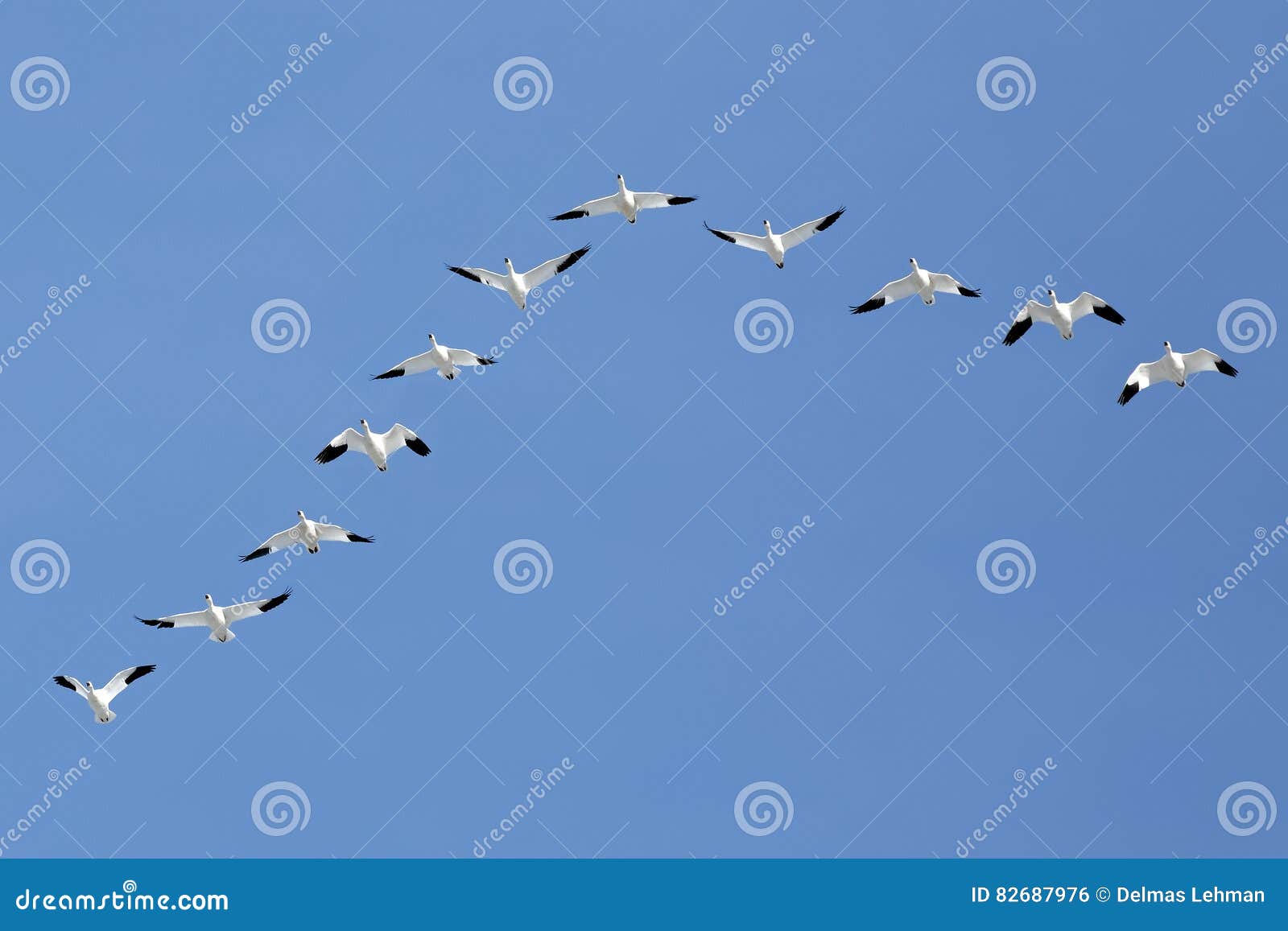 Migrating Snow Geese Flying in V Formation Stock Photo - Image of ...