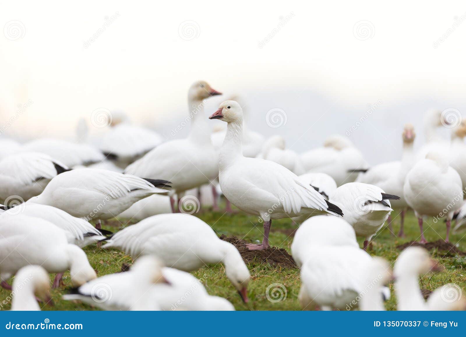 Migrating Snow goose stock image. Image of wildlife - 135070337 Migrating Snow goose stock image. Image of wildlife - 135070337