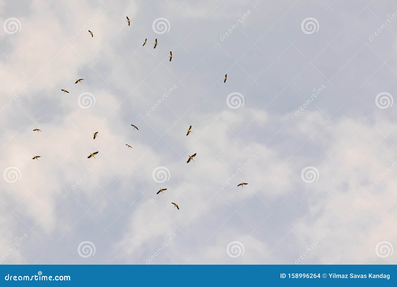 Migrating Storks at the End of Summer Stock Photo - Image of nature ...
