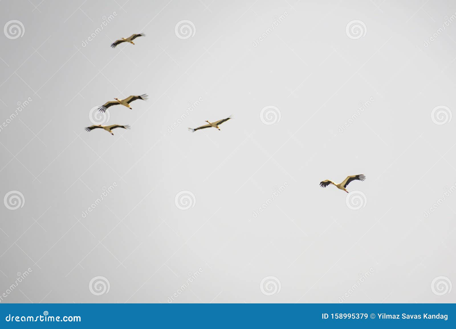 Migrating Storks at the End of Summer Stock Image - Image of high ...