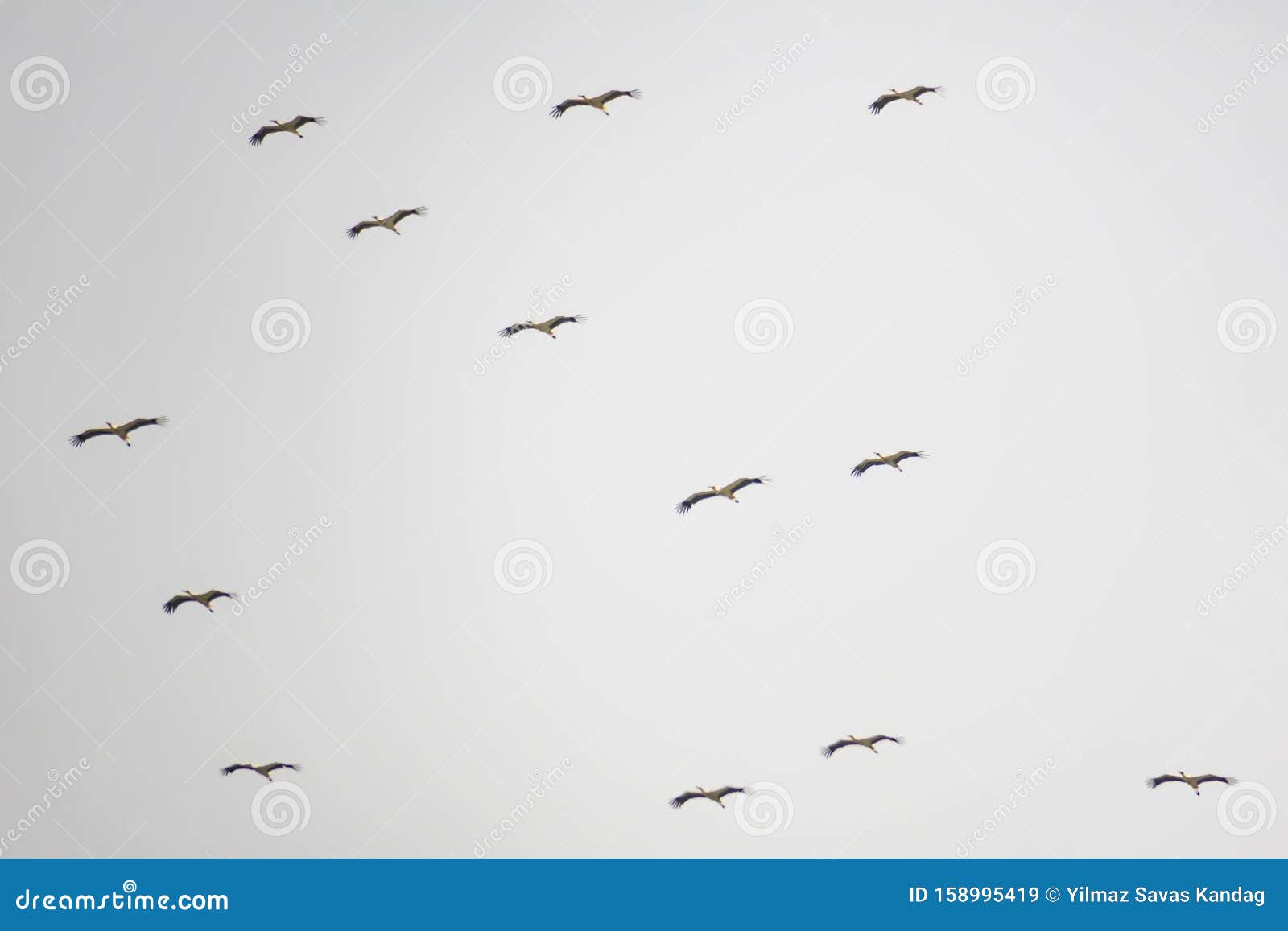 Migrating Storks at the End of Summer Stock Image - Image of life ...