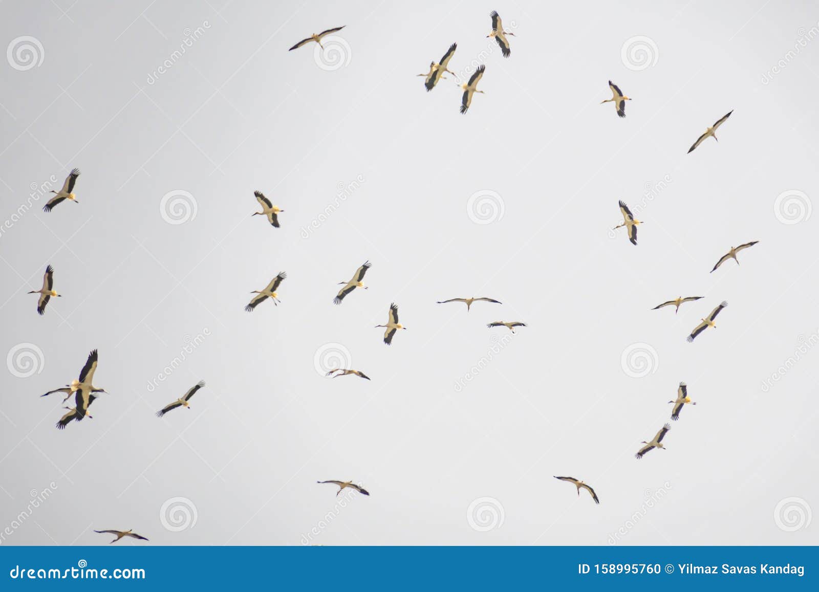 Migrating Storks at the End of Summer Stock Photo - Image of legs, life ...