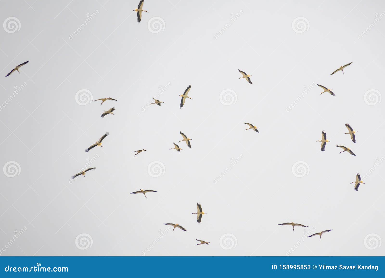 Migrating Storks at the End of Summer Stock Image - Image of bird ...