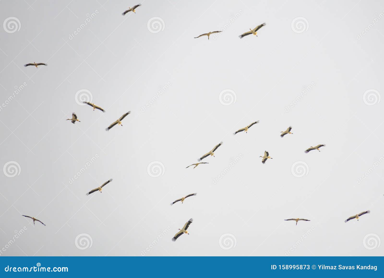 Migrating Storks at the End of Summer Stock Image - Image of feather ...