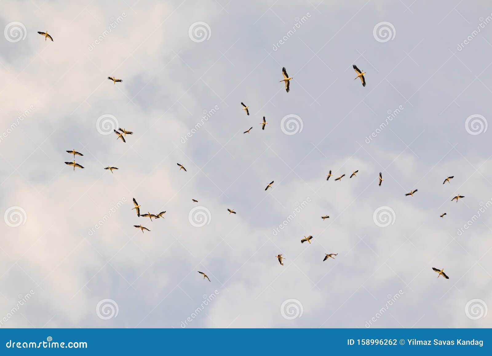 Migrating Storks at the End of Summer Stock Photo - Image of nature ...