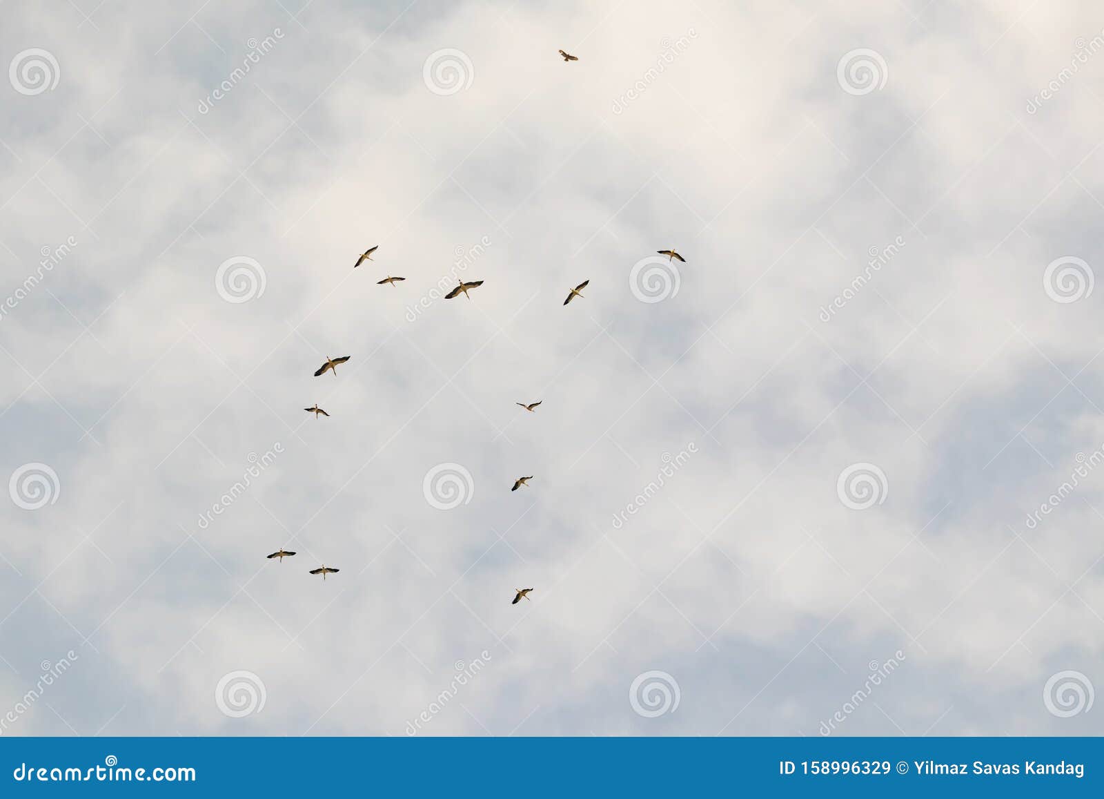Migrating Storks at the End of Summer Stock Image - Image of beautiful ...