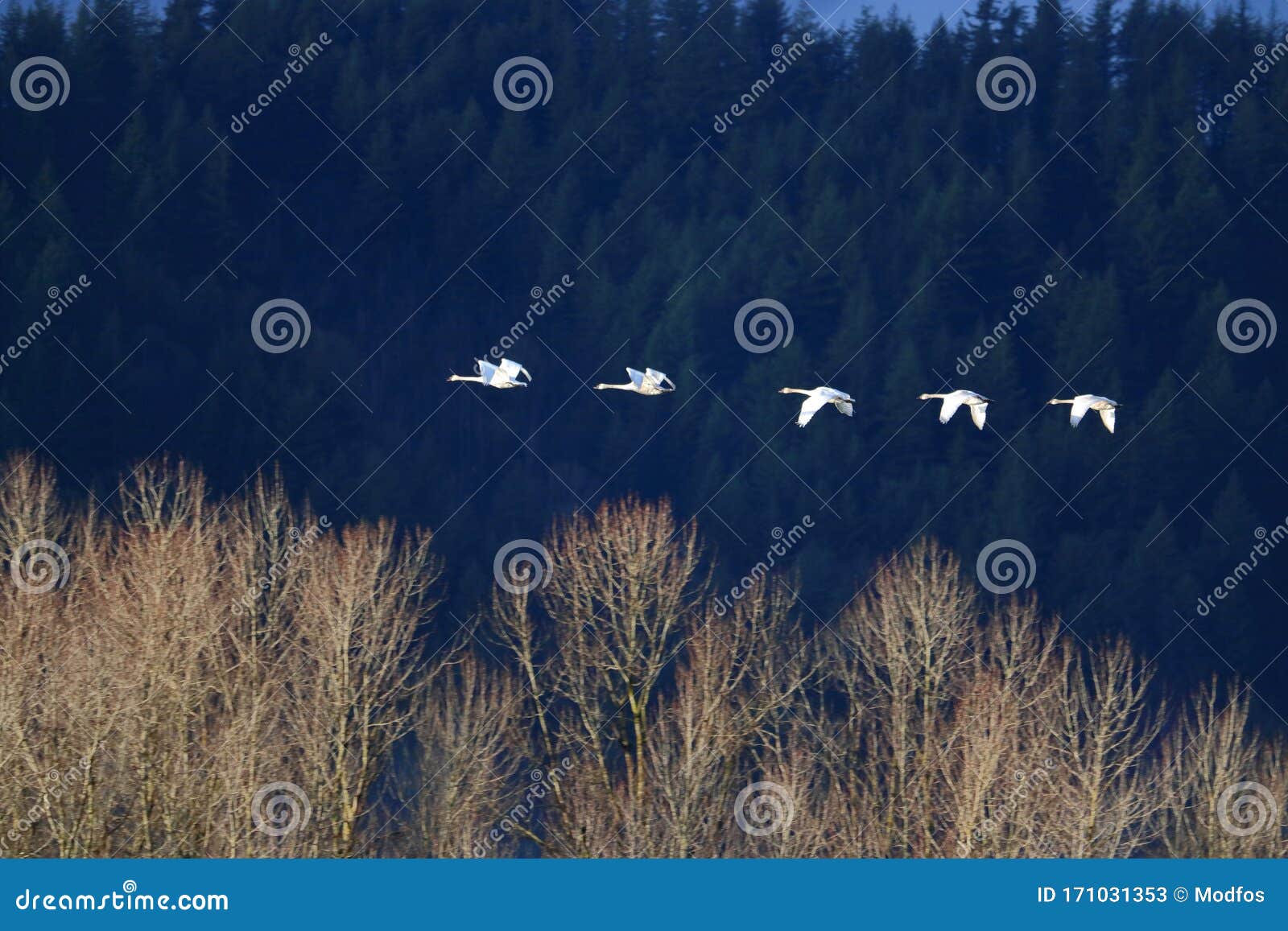 Migrating Swan Flight Pattern Stock Image - Image of left, line: 171031353