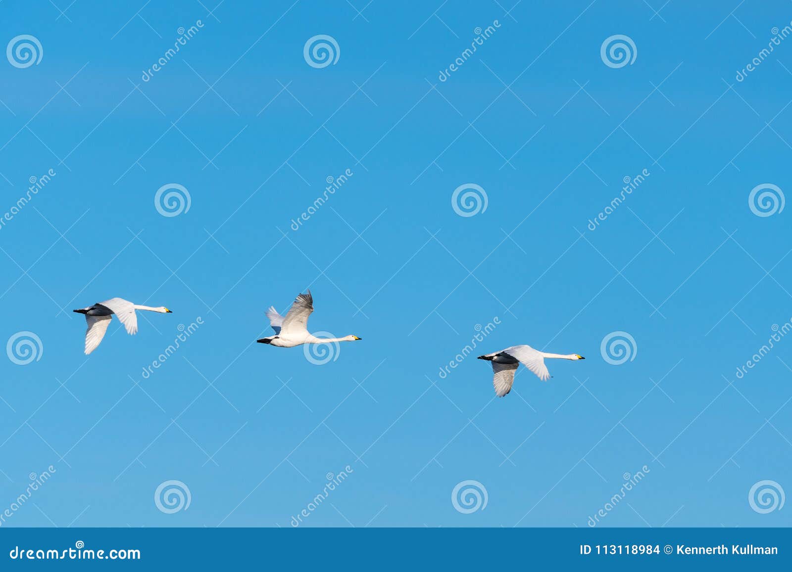 Migrating White Swans in Formation Stock Photo - Image of bird ...