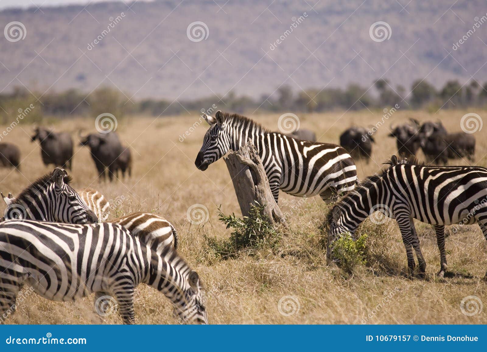 Migrating Wildebeest and Zebra Stock Image - Image of horse, mara: 10679157