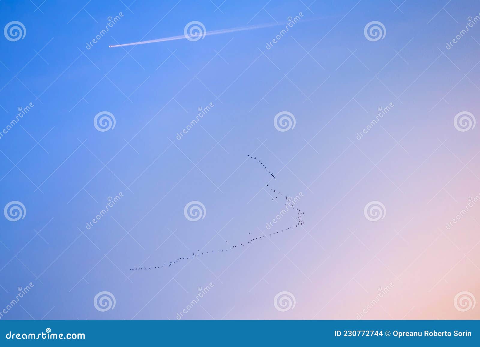 Migration of Birds and Airplane Stock Photo - Image of high, background ...