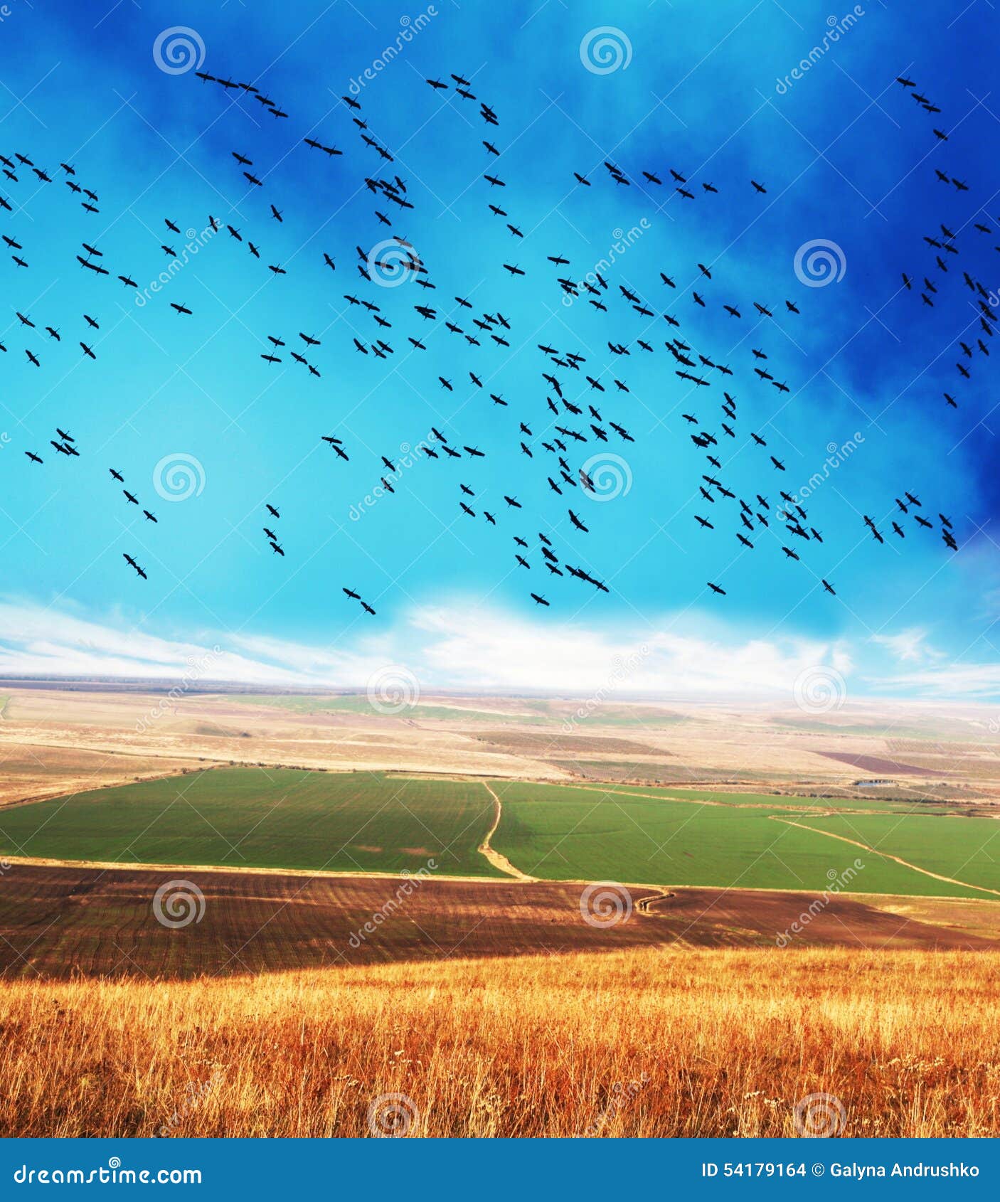 Migration stock photo. Image of animal, nature, rural - 54179164