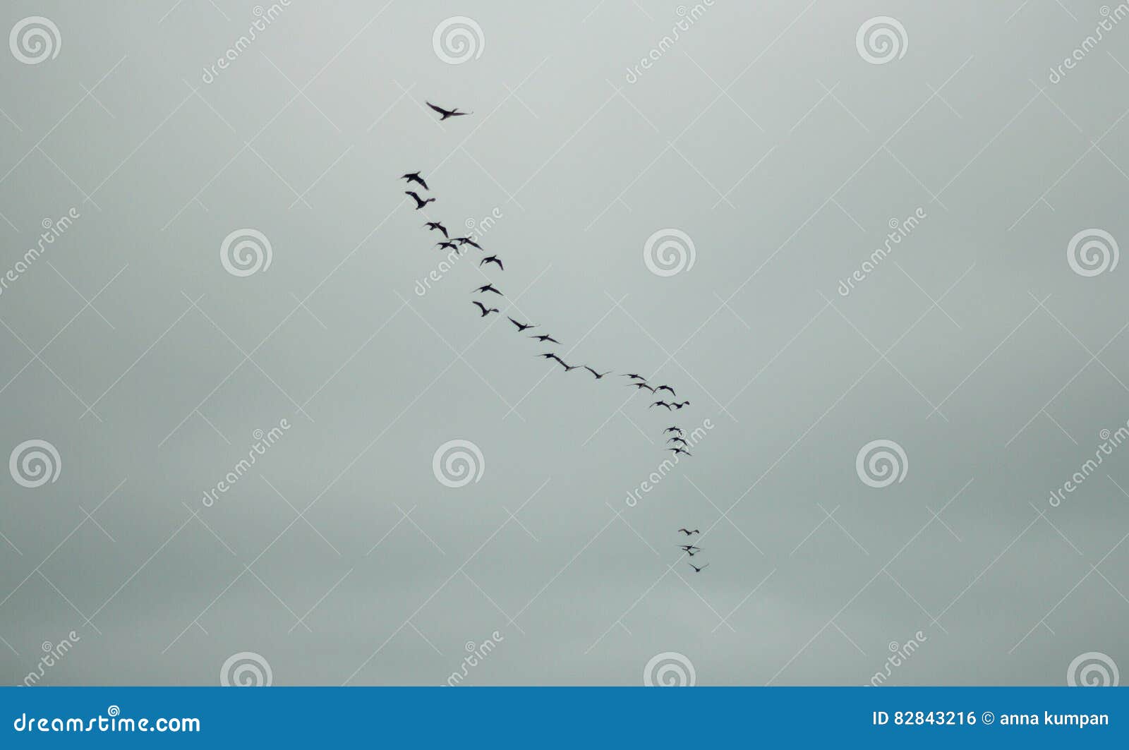 Migration stock photo. Image of south, flight, birds - 82843216