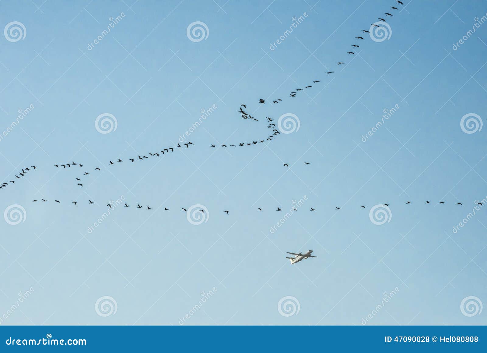 Migration Birds Swan Royalty-Free Stock Photography | CartoonDealer.com ...