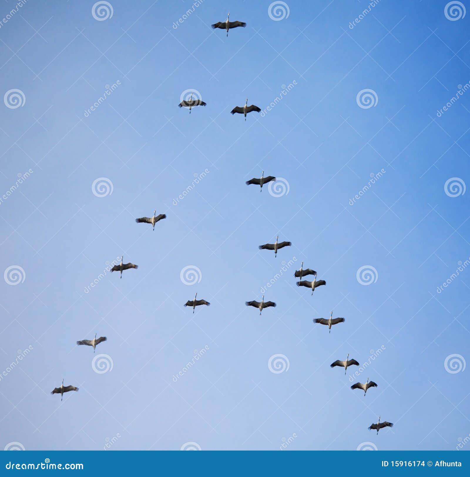 Migration of birds south stock photo. Image of common - 15916174