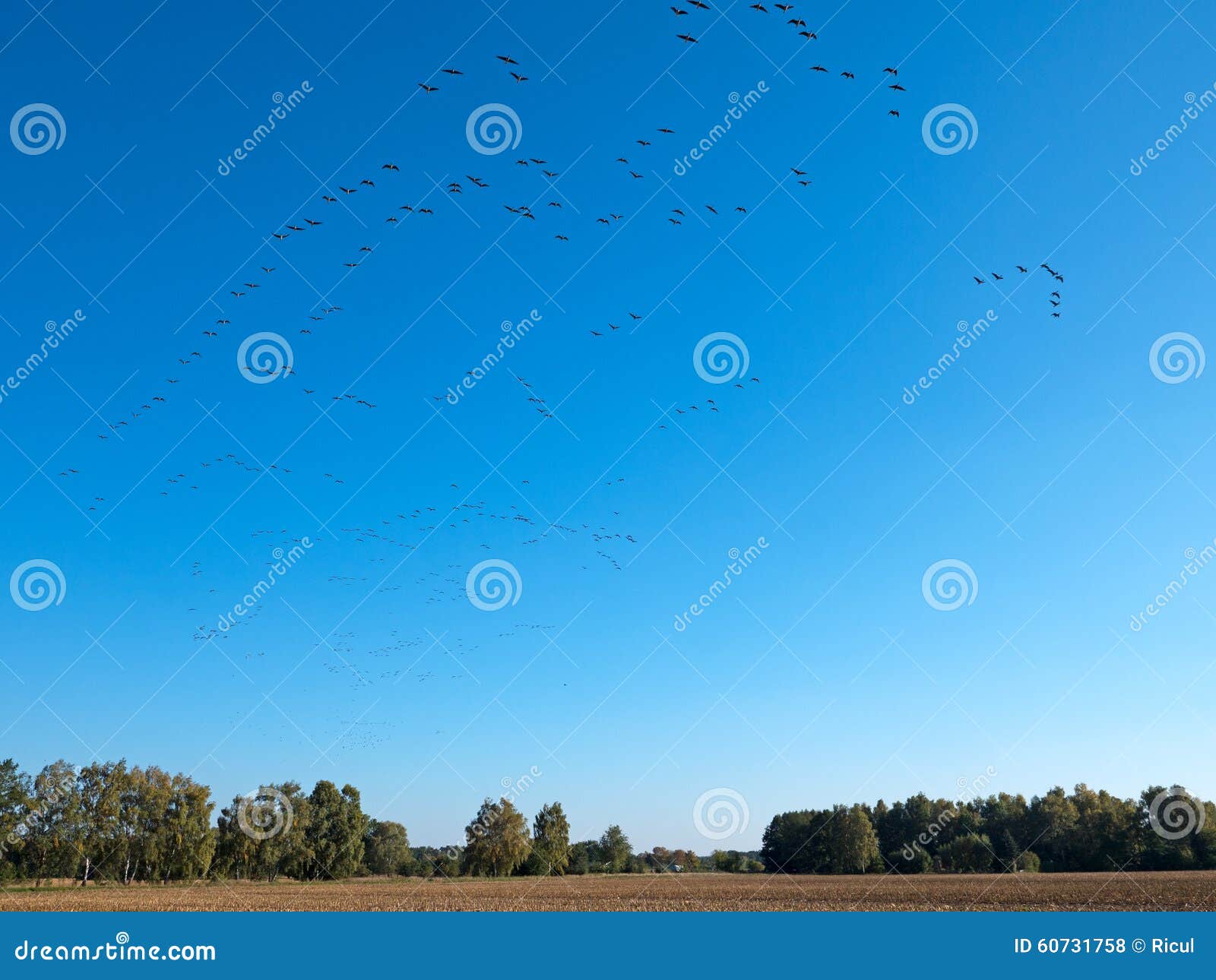 Migration Des Canards Sauvages Photo stock - Image du oiseaux, bleu ...