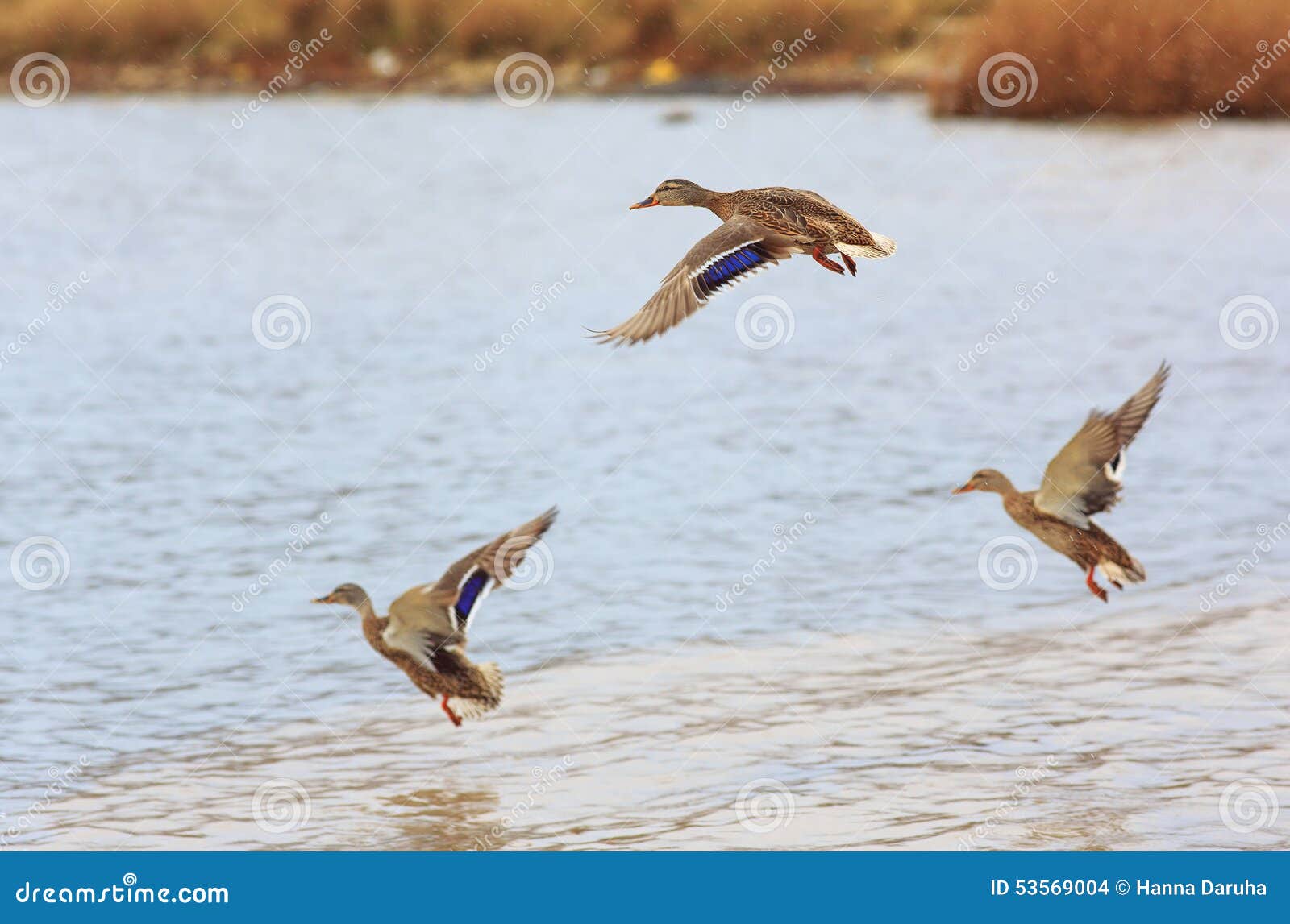 Migration Des Canards Sauvages Les Canards Sauvages Volent Photo stock ...
