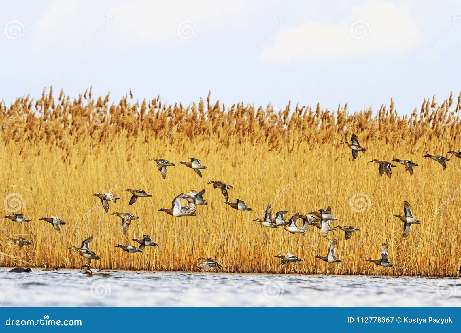 Migration of Ducks in the Spring, Birds Fly Over Water Stock Image ...