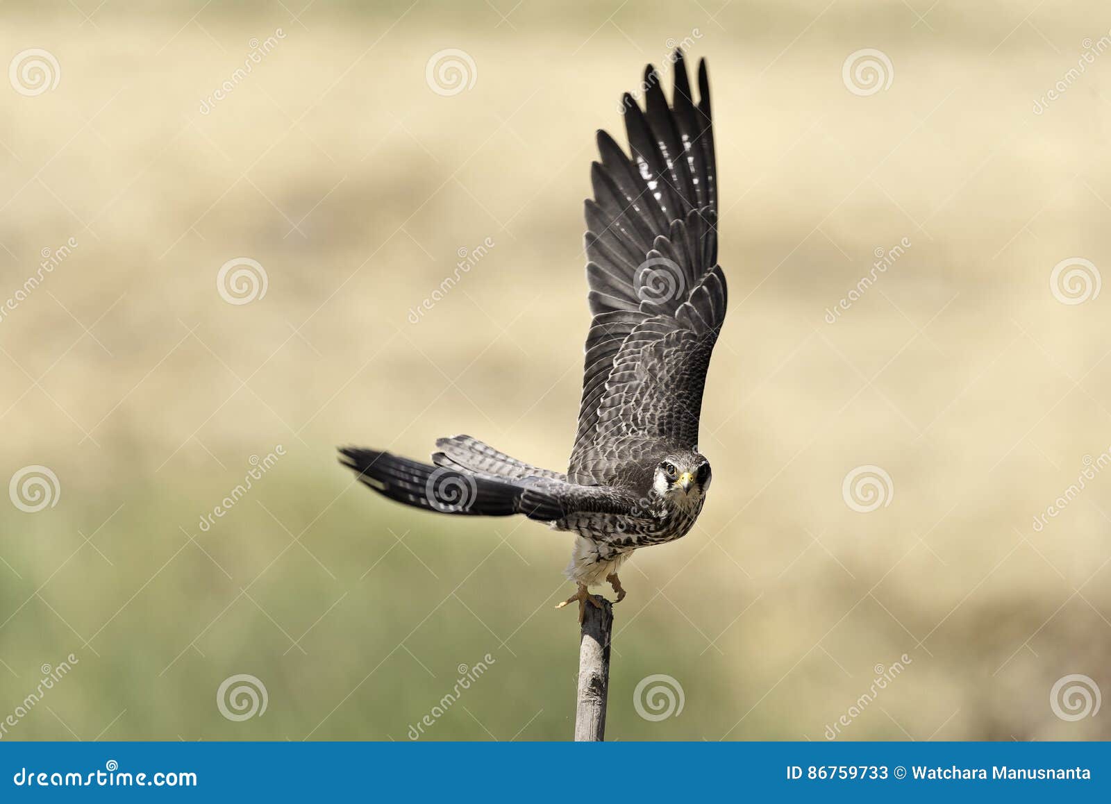Migration Falcon Spread Wings on Stump in Nature Stock Image - Image of ...