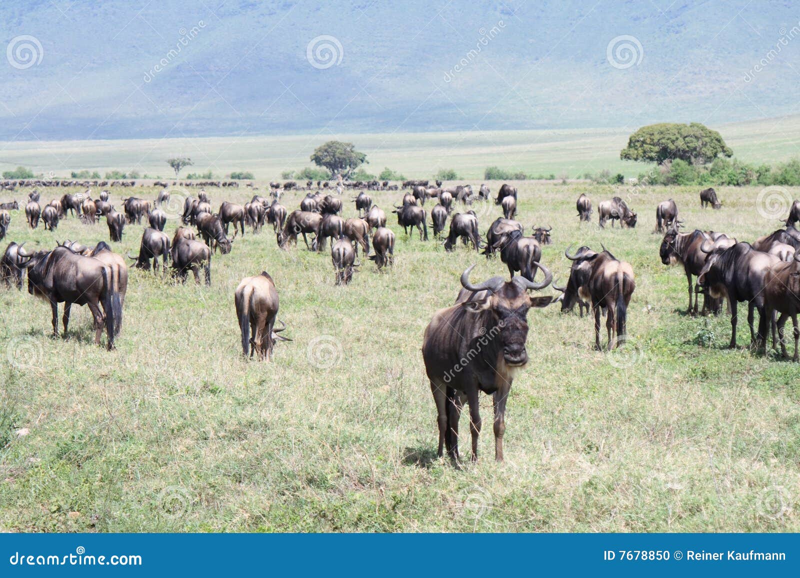Migration of Gnus stock photo. Image of africa, serengeti - 7678850