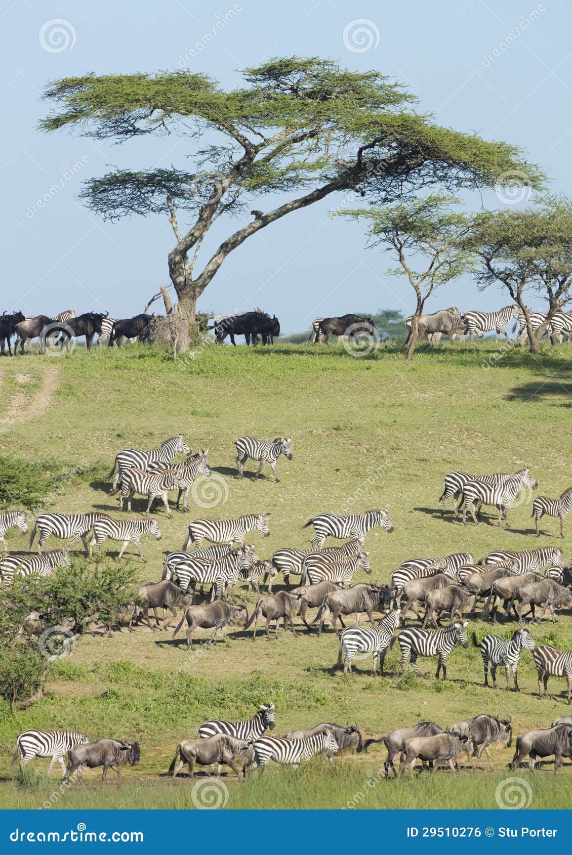 The Migration Herds in the Ndutu Area, Tanzania Stock Photo - Image of ...