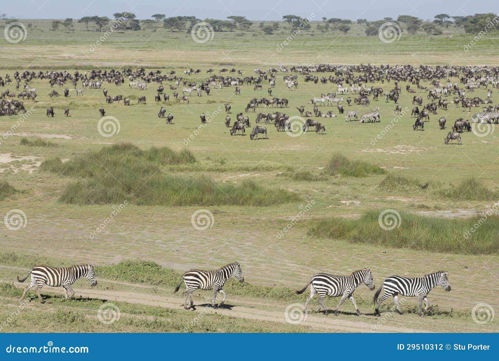 The Migration Herds in the Ndutu Area, Tanzania Stock Photo - Image of ...