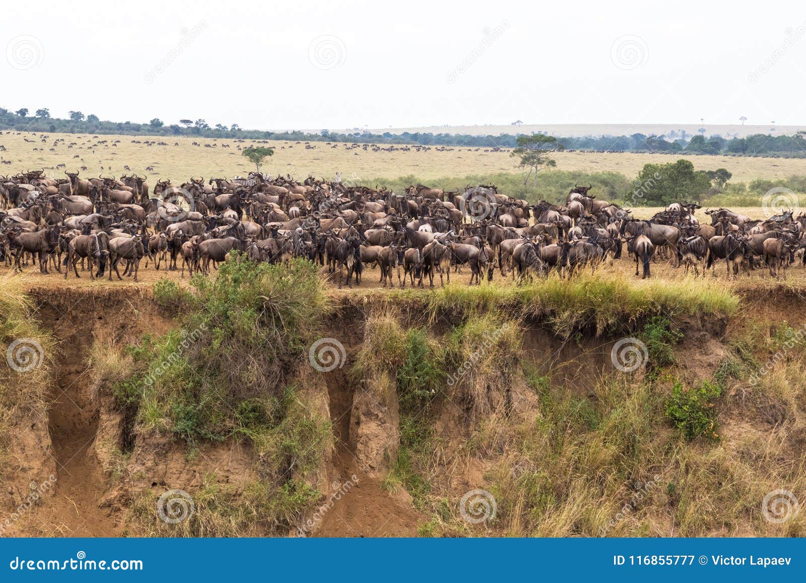 The Migration of Large Herds of Wildebeest. Africa Stock Image - Image ...