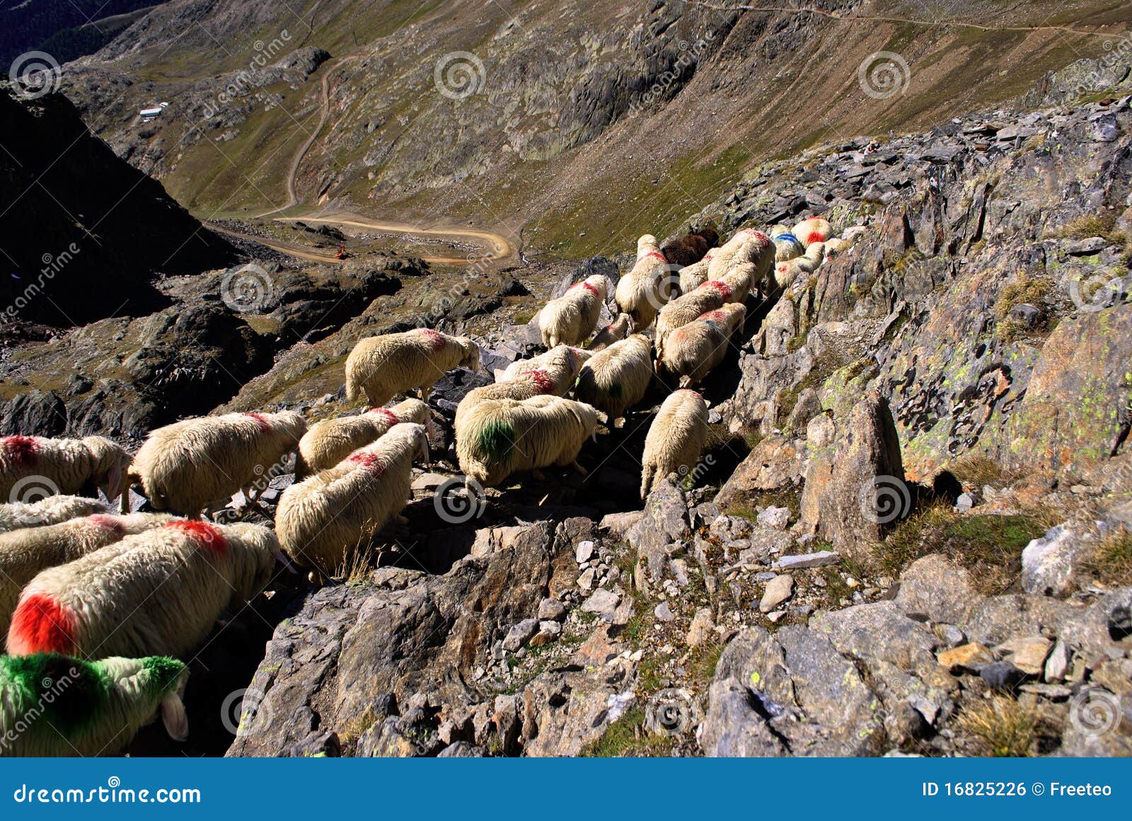 Migration of sheep stock photo. Image of fleece, lamb - 16825226