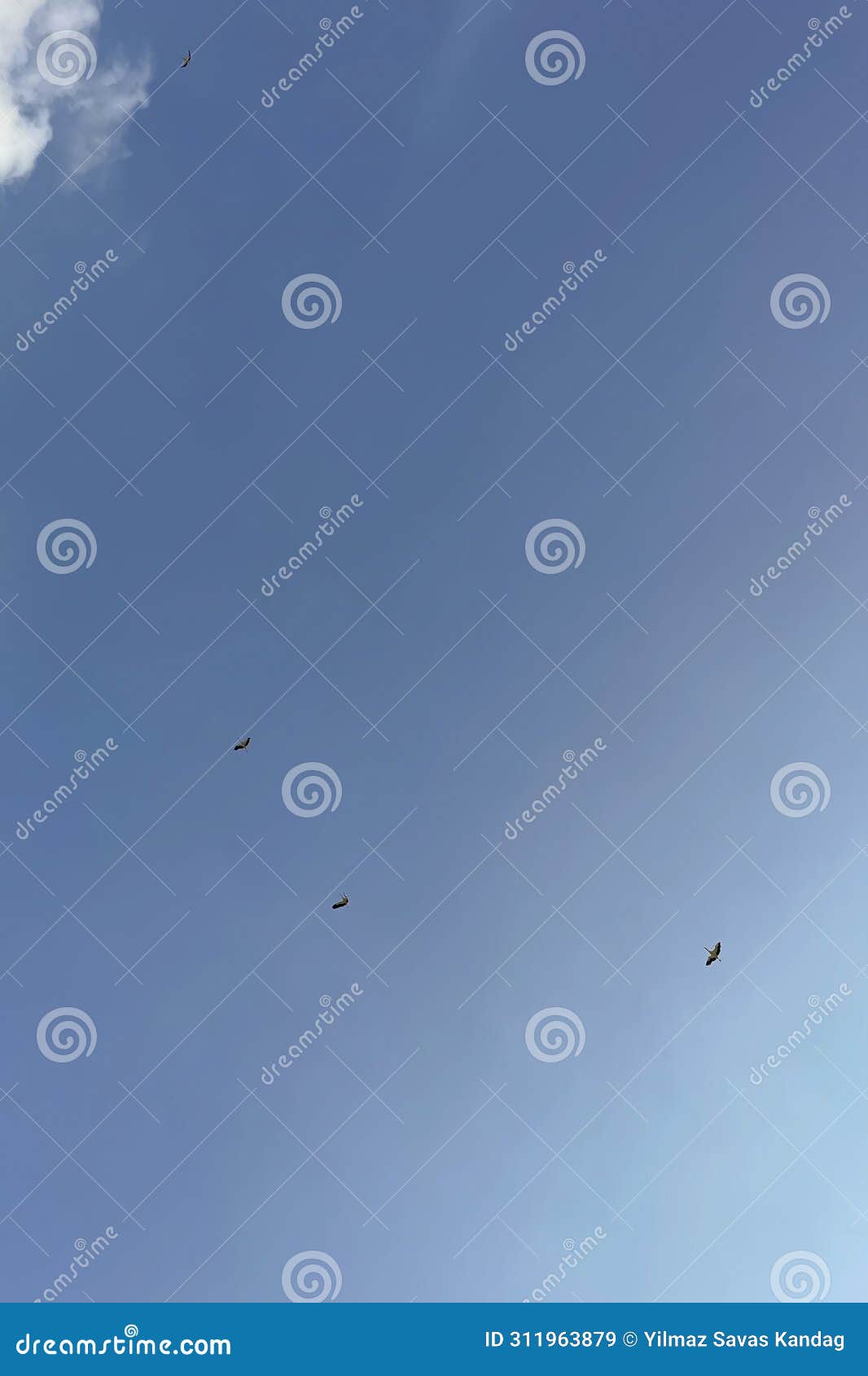 Migration of Storks.flock of Birds Flying in the Blue Sky, Natural ...