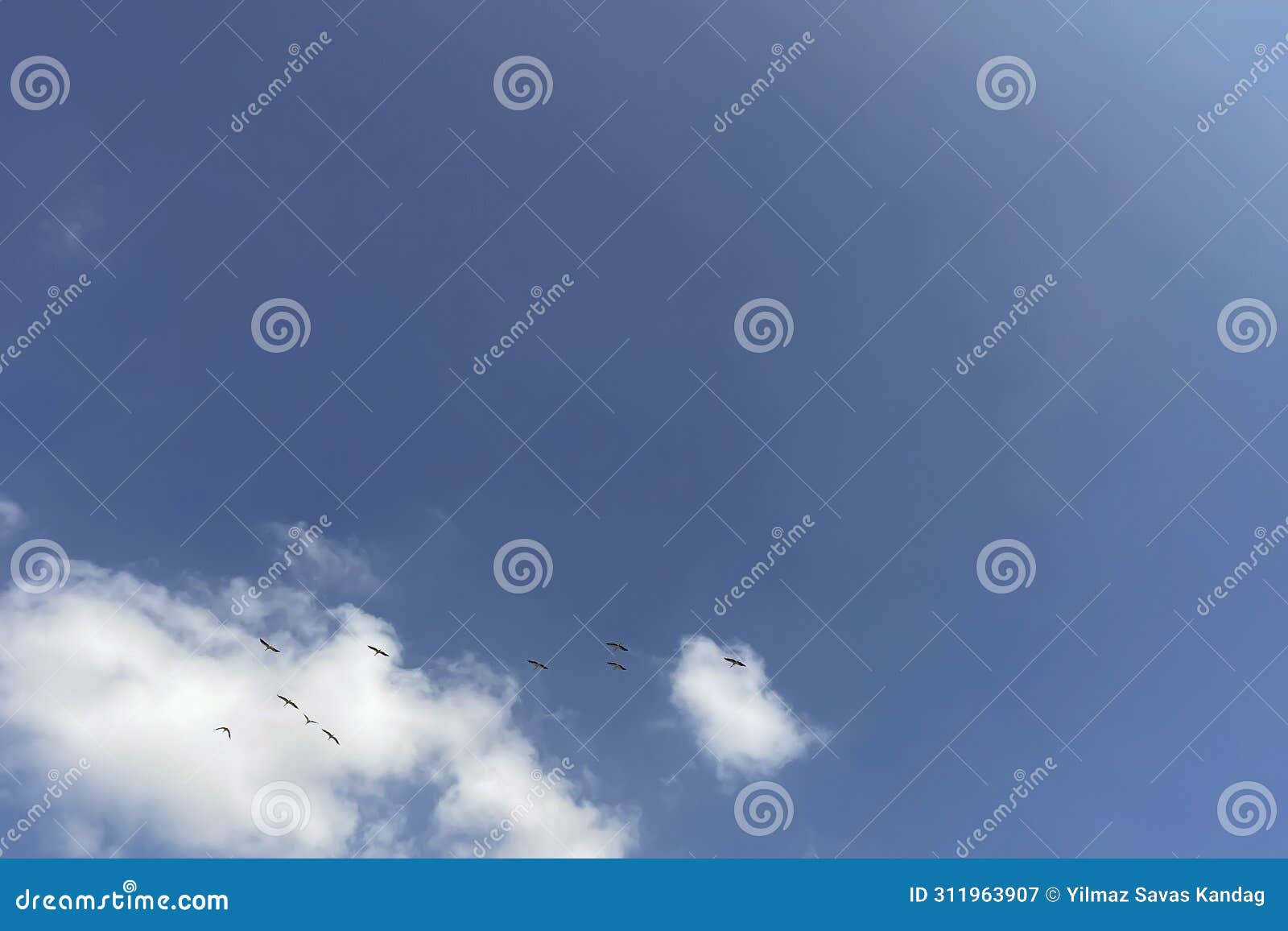 Migration of Storks.flock of Birds Flying in the Blue Sky, Natural ...