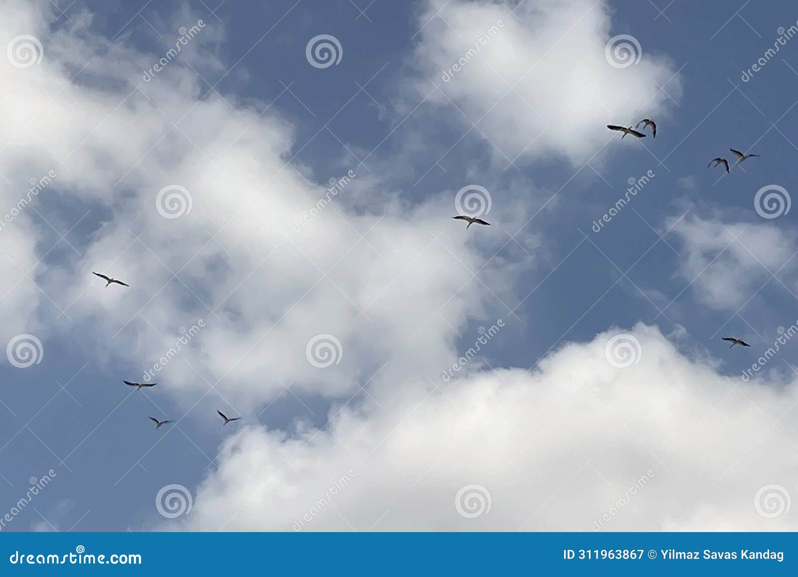 Migration of Storks.flock of Birds Flying in the Blue Sky, Natural ...