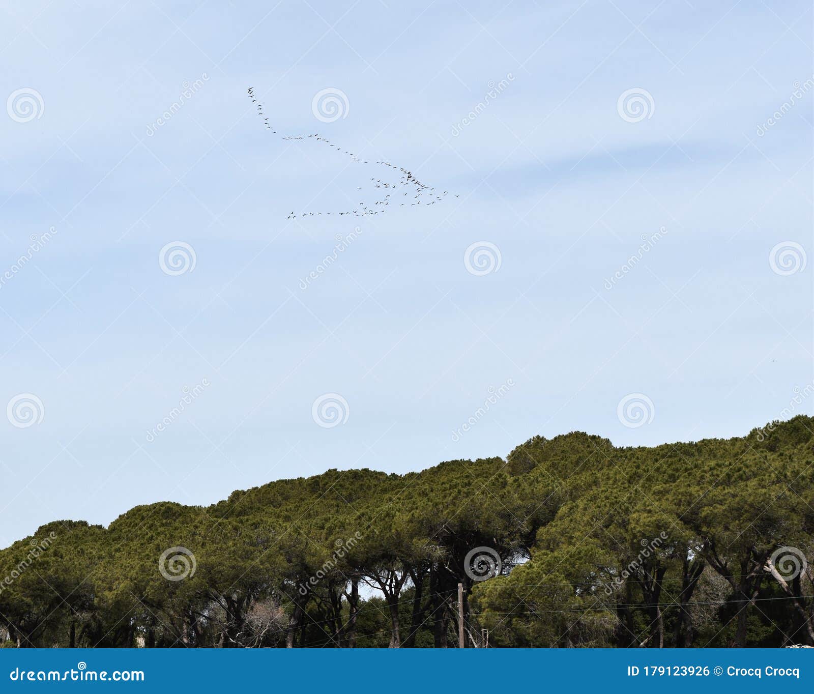 Migration of Storks in a V Formation Stock Photo - Image of ergonomic ...