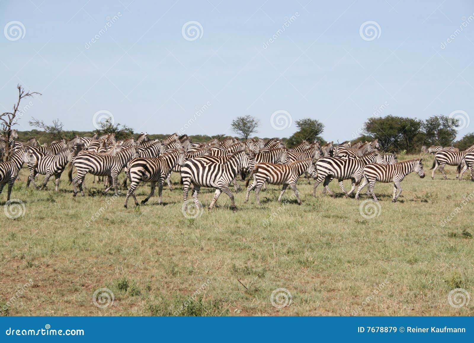 Migration of zebras stock image. Image of drive, savanna - 7678879