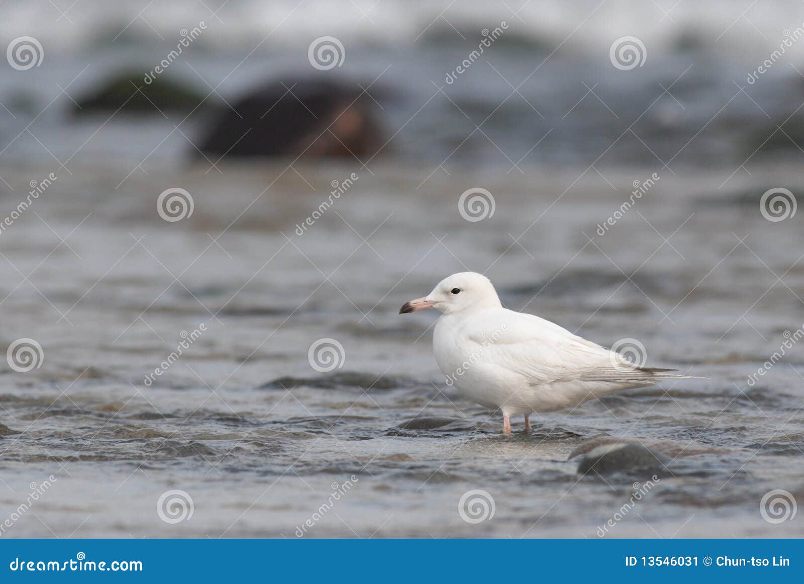 Migratory Bird,black-tailed Gull. Stock Image - Image of coastline ...