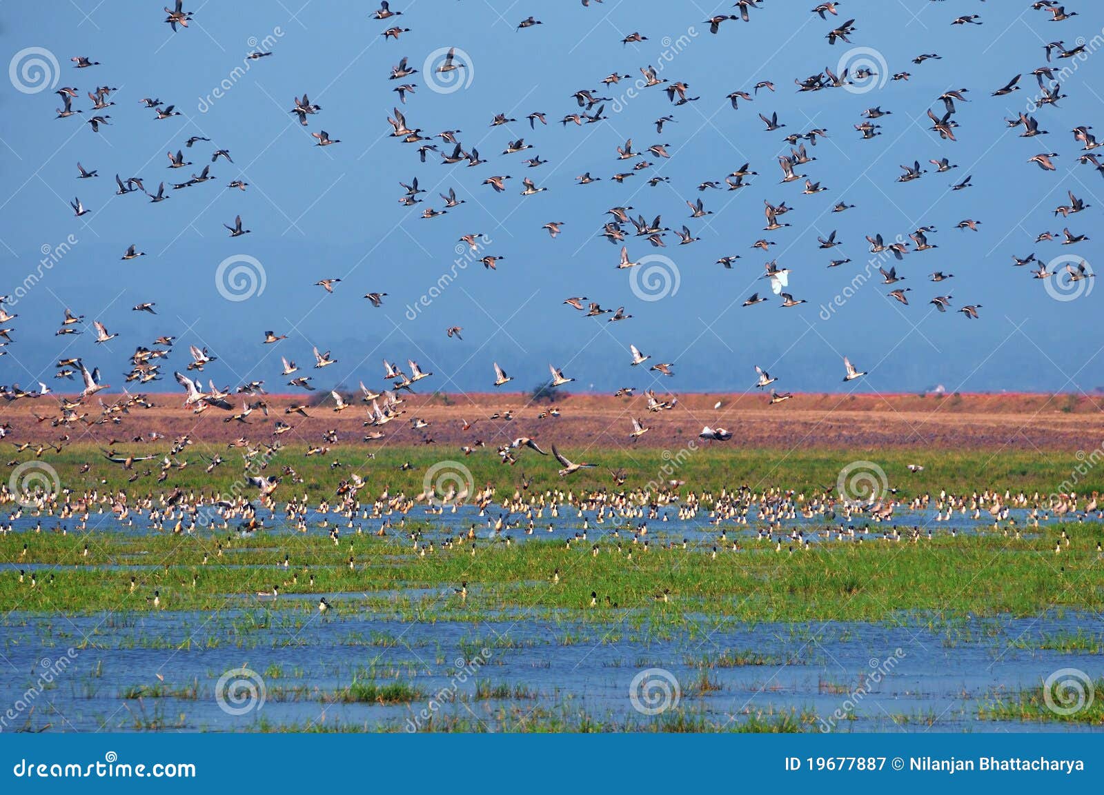 Migratory birds stock image. Image of group, bill, male - 19677887