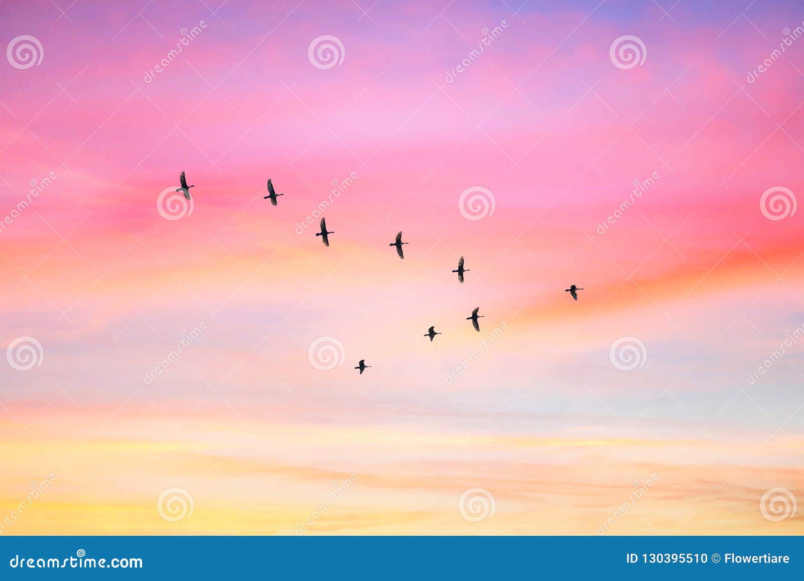 Migratory Birds Flying in the Shape of V on the Cloudy Sunset Sky ...