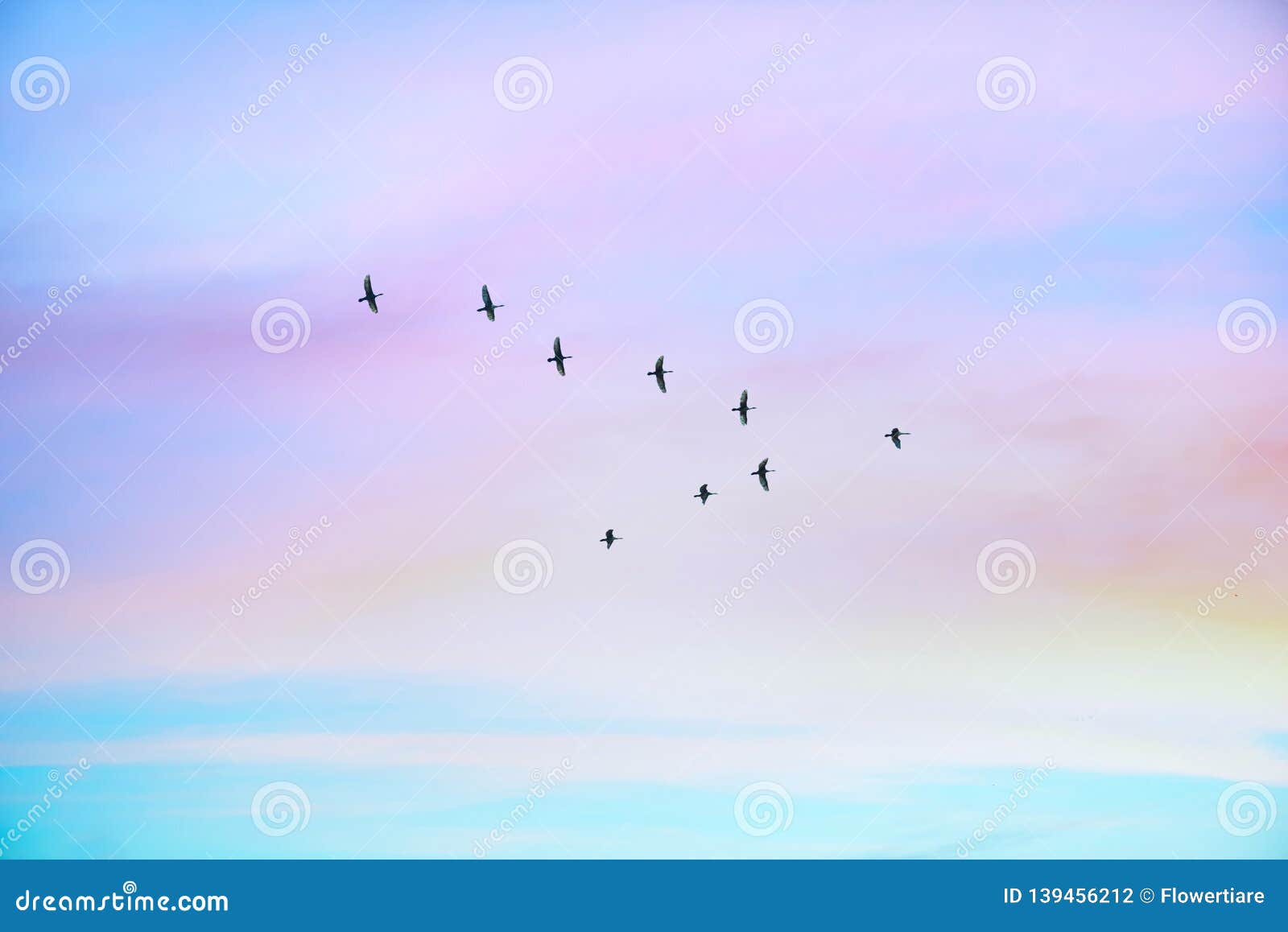 Migratory Birds Flying in the Shape of V on the Cloudy Sunset Sky ...