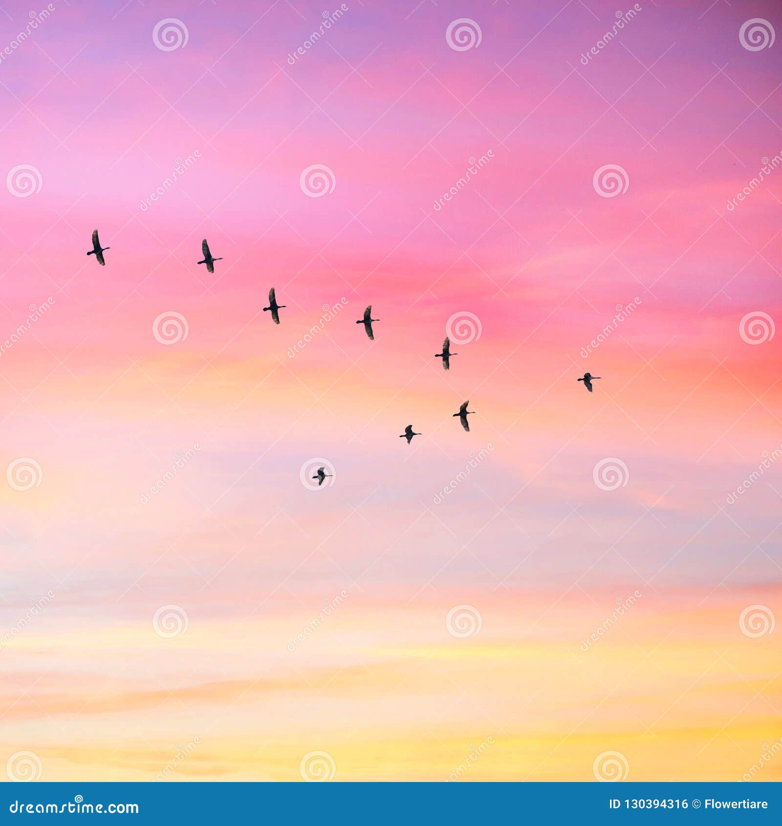 Migratory Birds Flying in the Shape of V on the Cloudy Sunset Sky ...