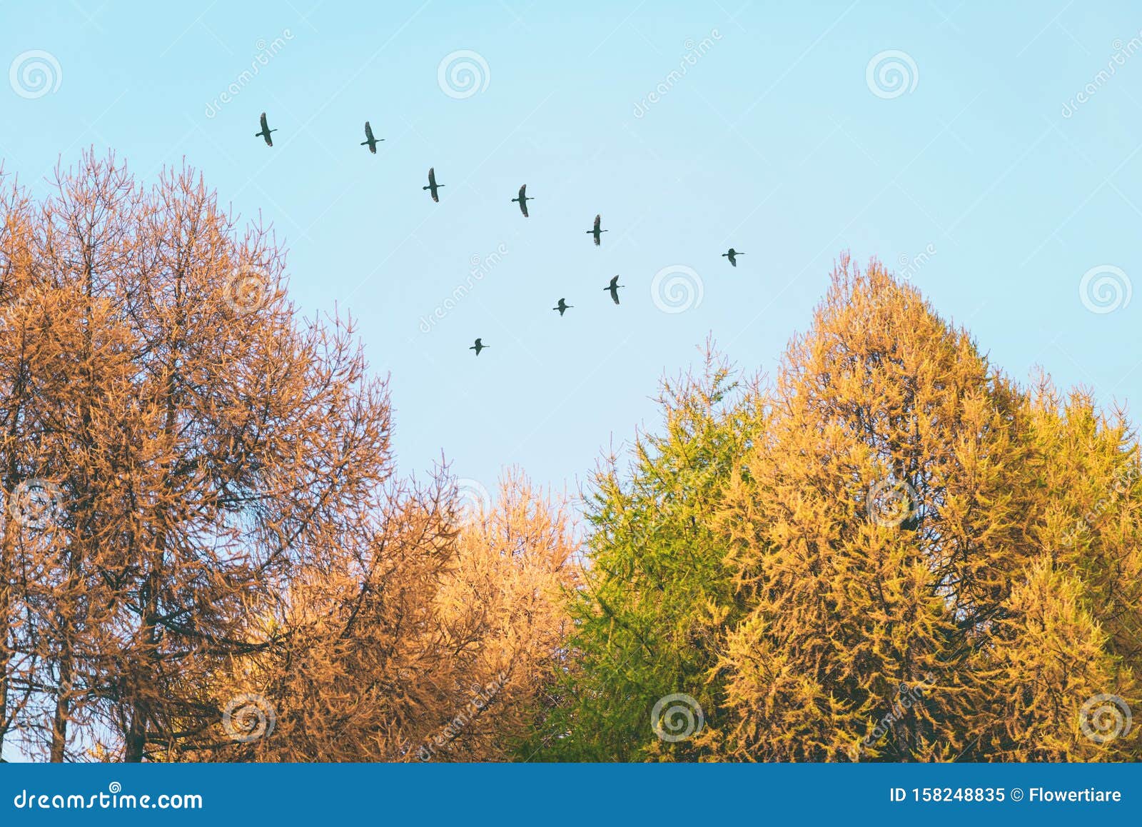 Migratory Birds Flying in the Shape of V Over Autumn Forest with Birch ...