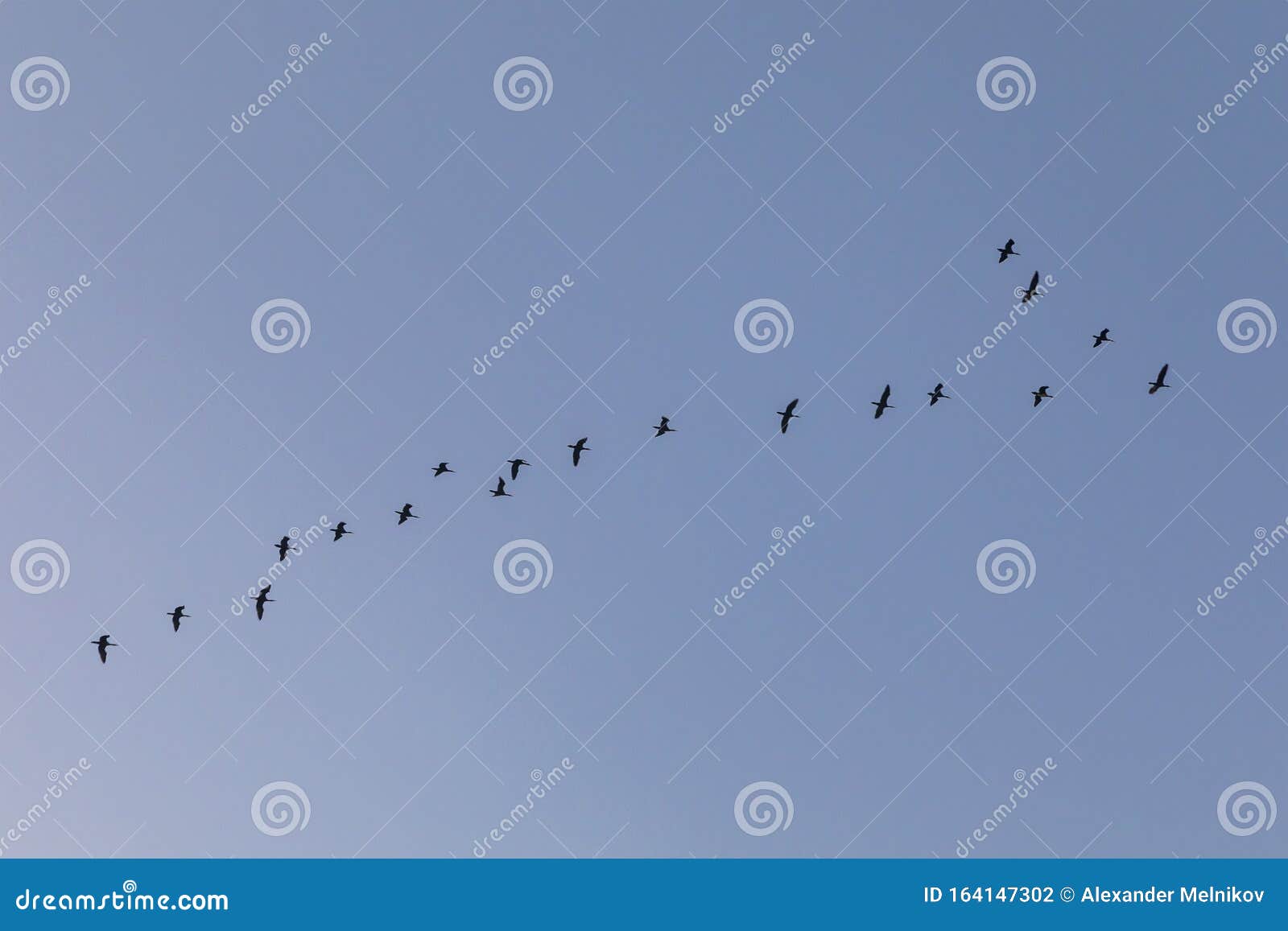 Flying Wedge-tailed Eagle Royalty-Free Stock Photo | CartoonDealer.com ...