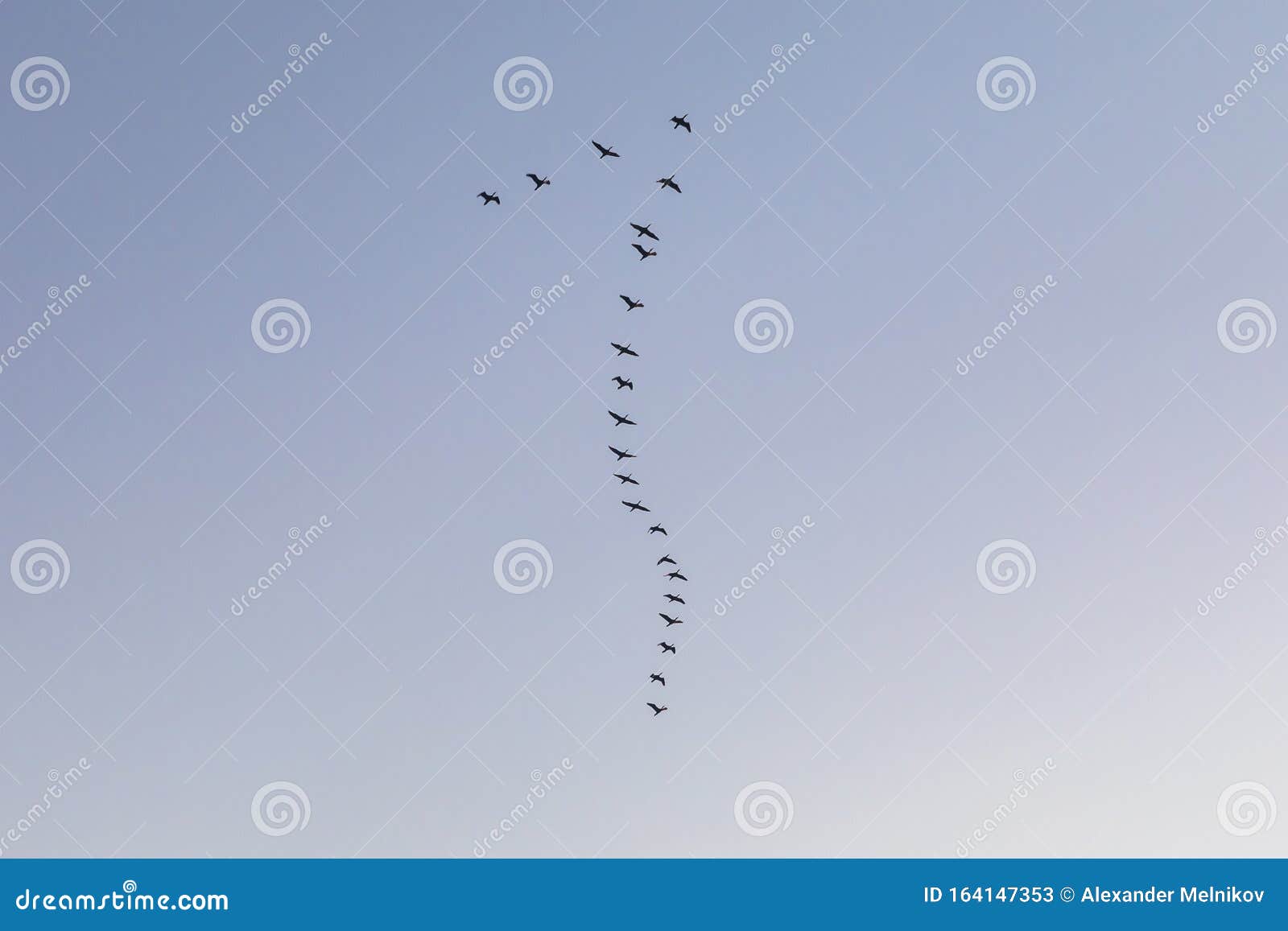 Flying Wedge-tailed Eagle Royalty-Free Stock Photo | CartoonDealer.com ...