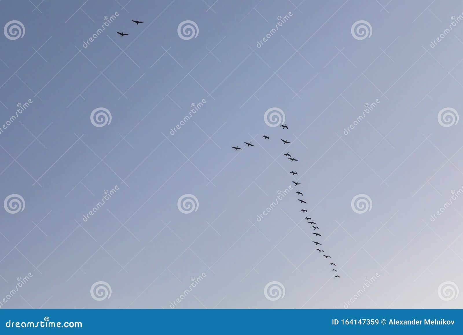 Flying Wedge-tailed Eagle Royalty-Free Stock Photo | CartoonDealer.com ...