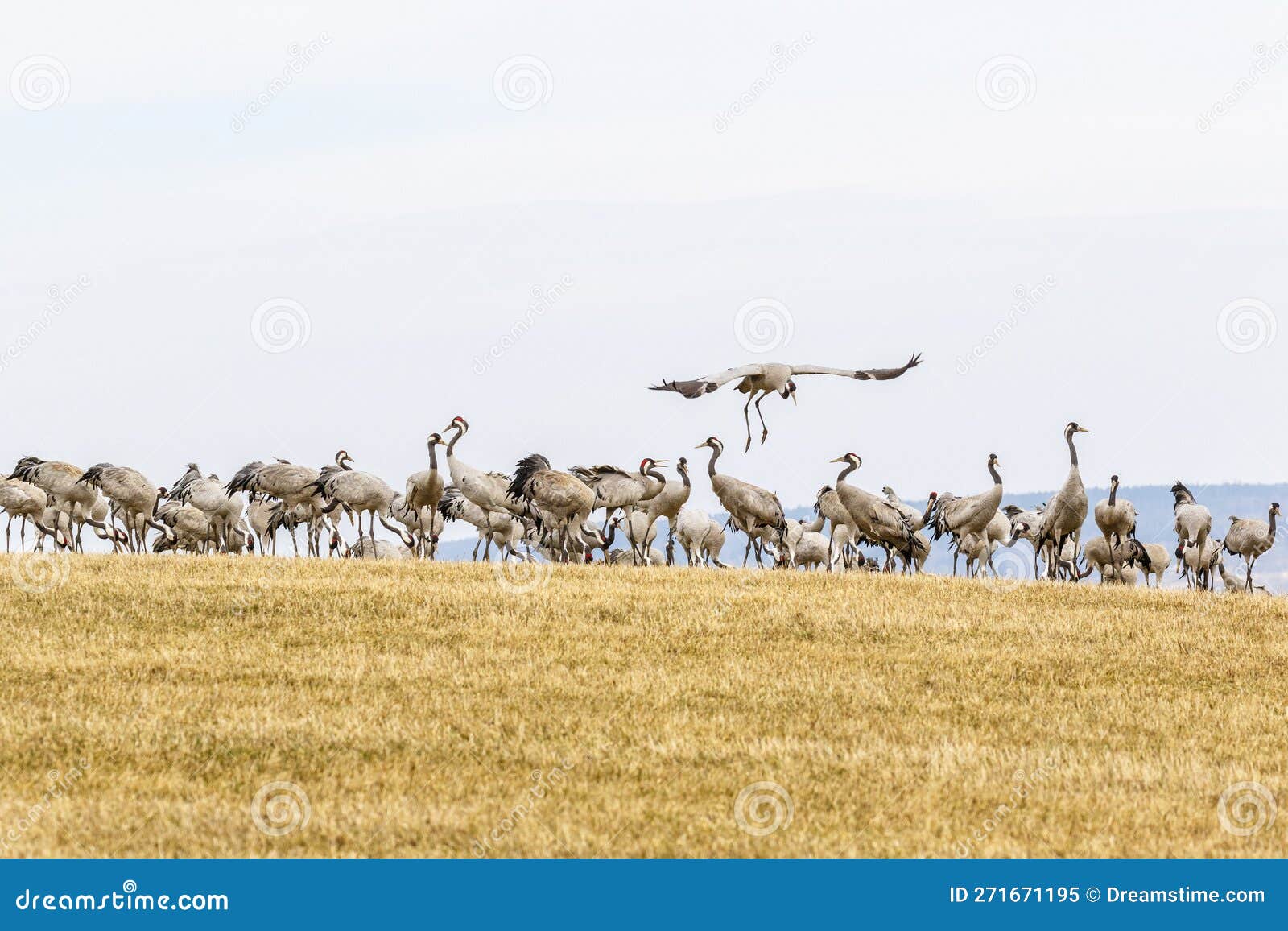 Migratory Birds that Have Landed on a Field Stock Image - Image of ...