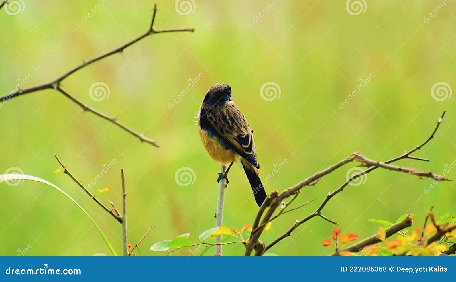 A Migratory Breeding Bird Bird Baltimore Oriole (Icterus Galbula) is ...