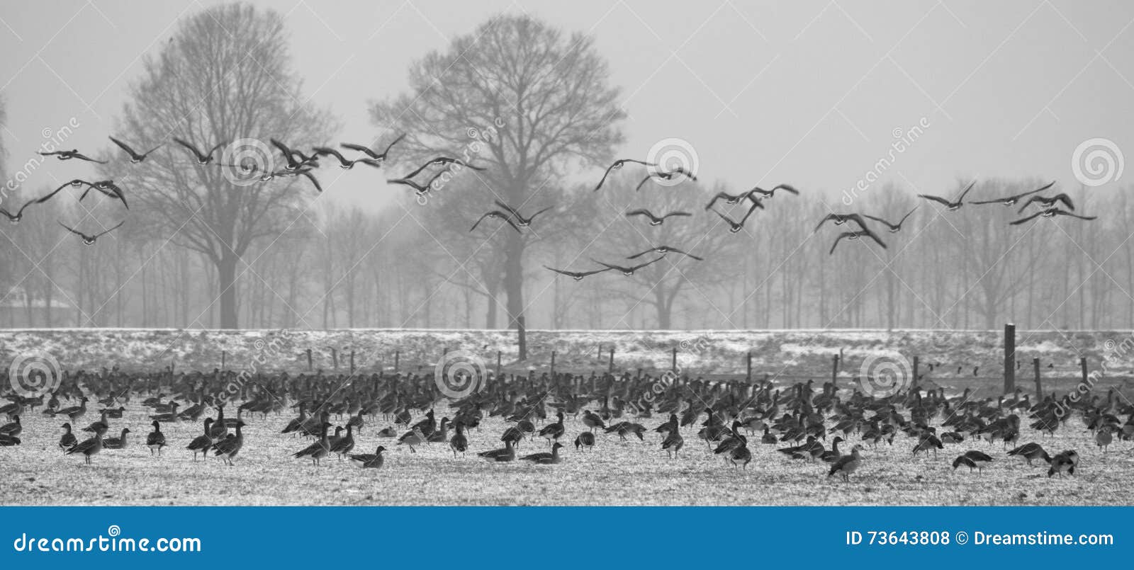 Migratory Geese Foraging on Grassland in Winter Stock Photo - Image of ...