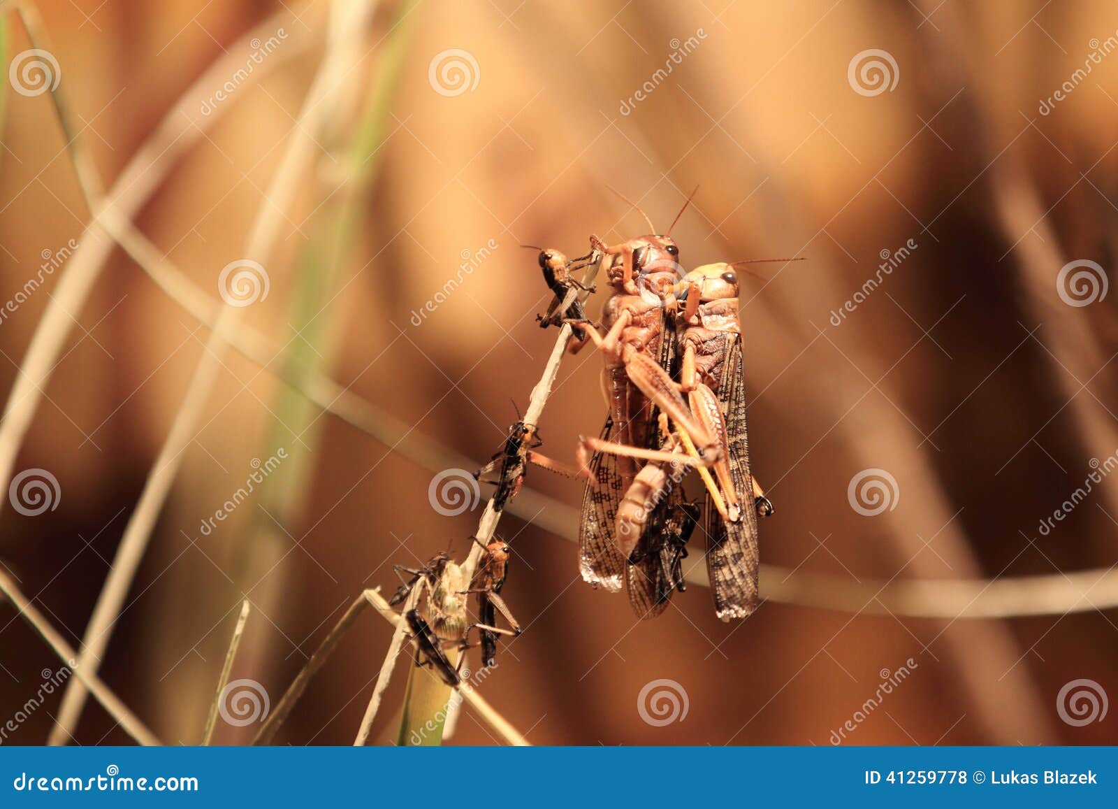 Migratory locust stock photo. Image of animal, locusta - 41259778