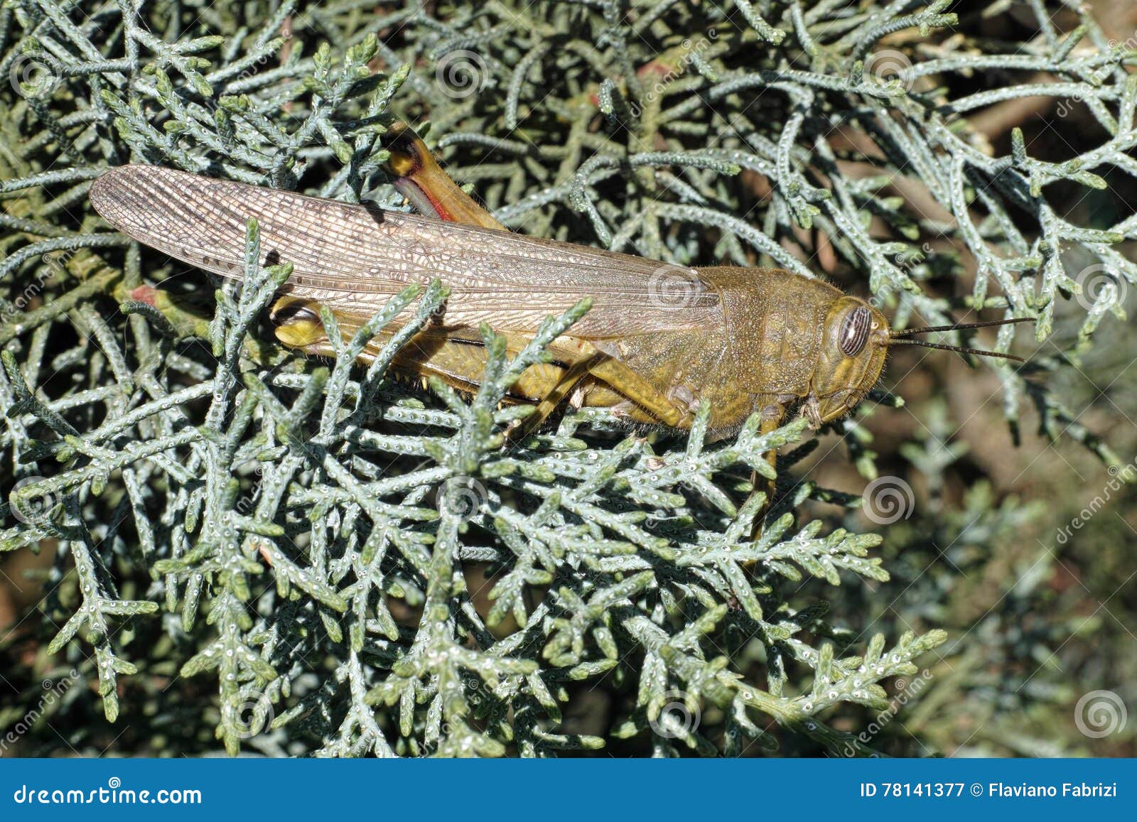 Migratory locust stock image. Image of entomology, arar - 78141377