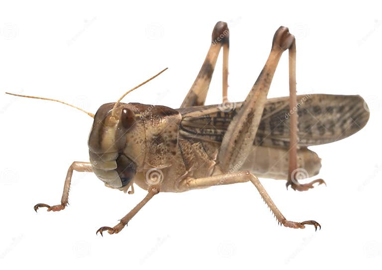 Migratory Locust - (Locusta Migratoria) Stock Photo - Image of side ...