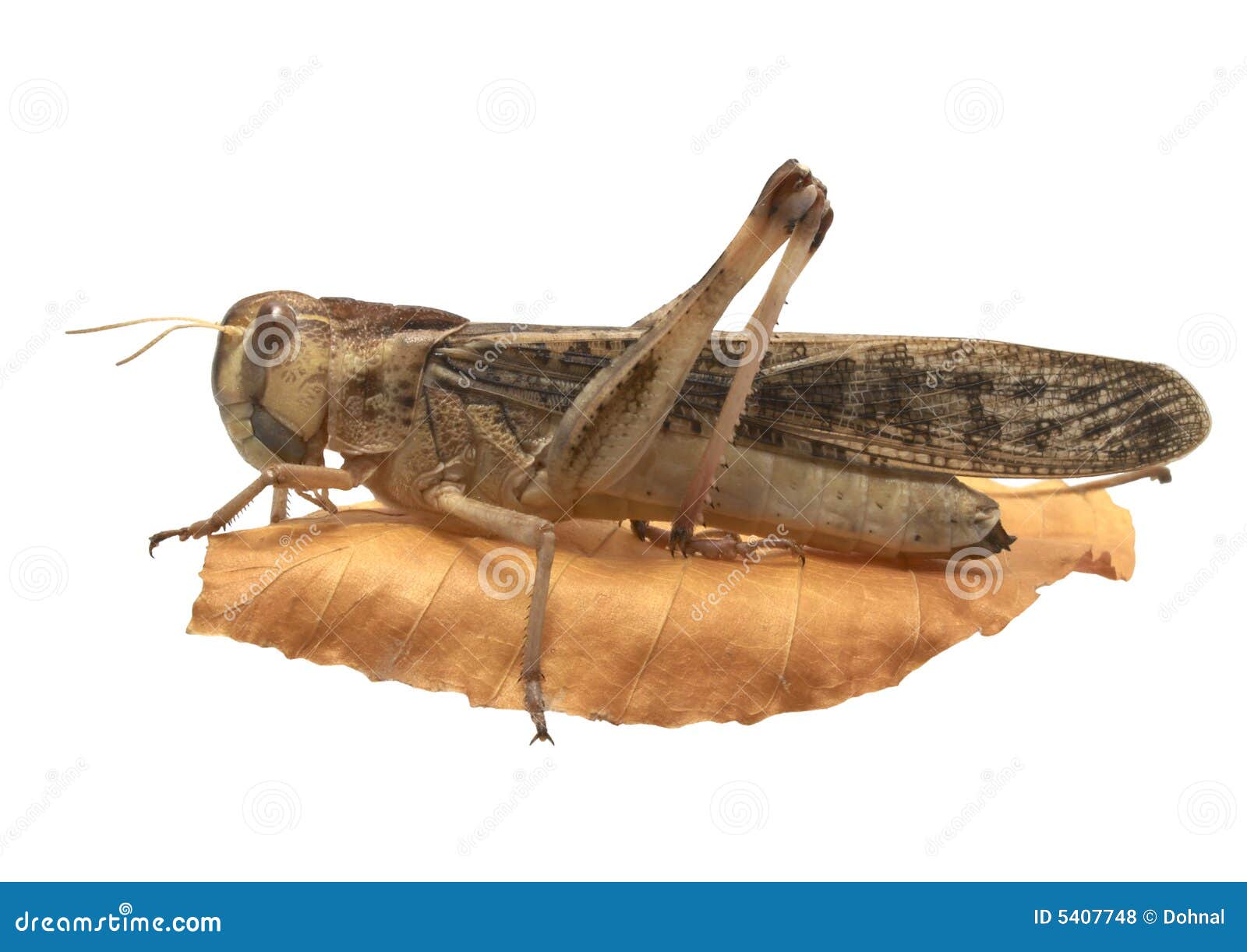 Migratory Locust - (Locusta Migratoria) Stock Photo - Image of famine ...